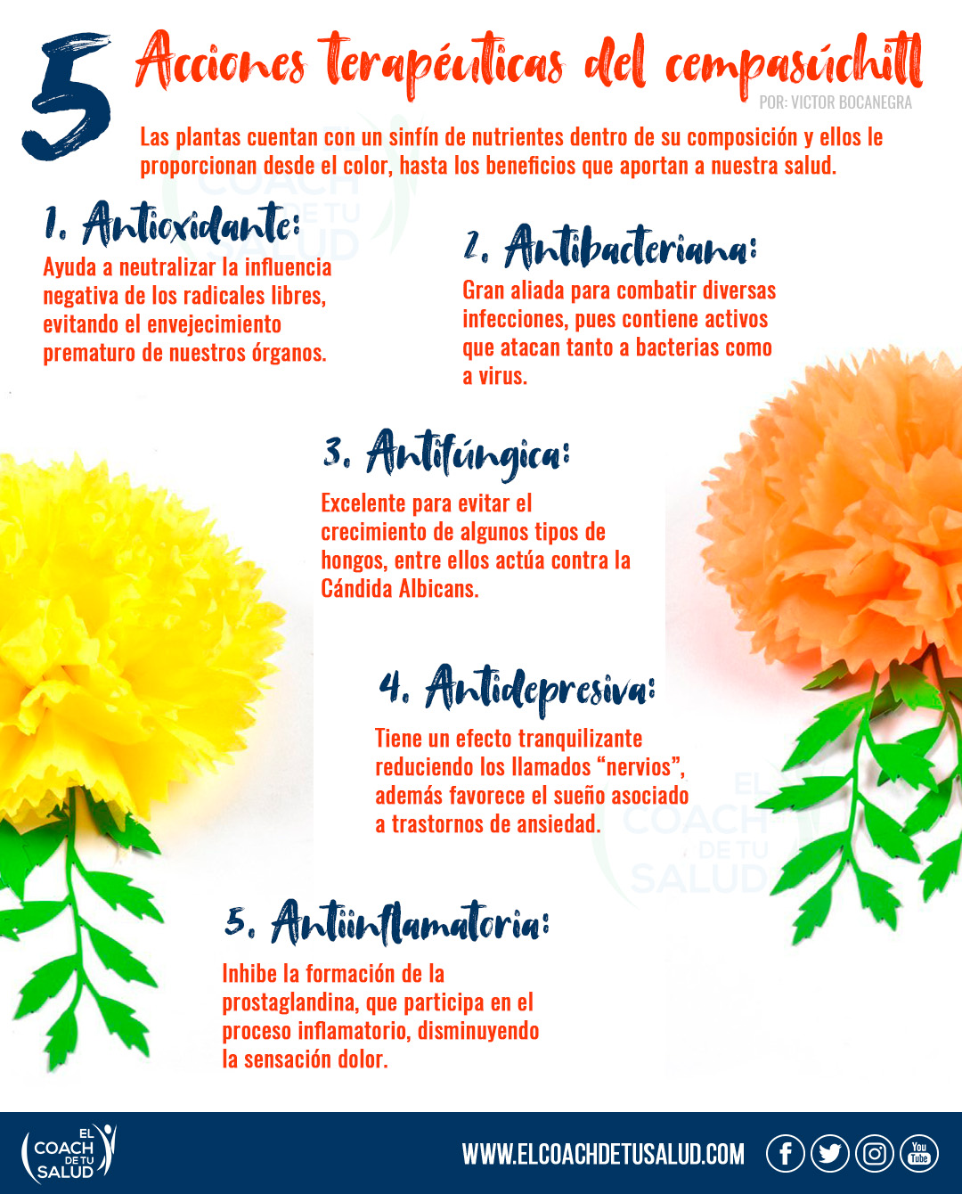 La flor de muerto en la salud – El Coach de tu Salud