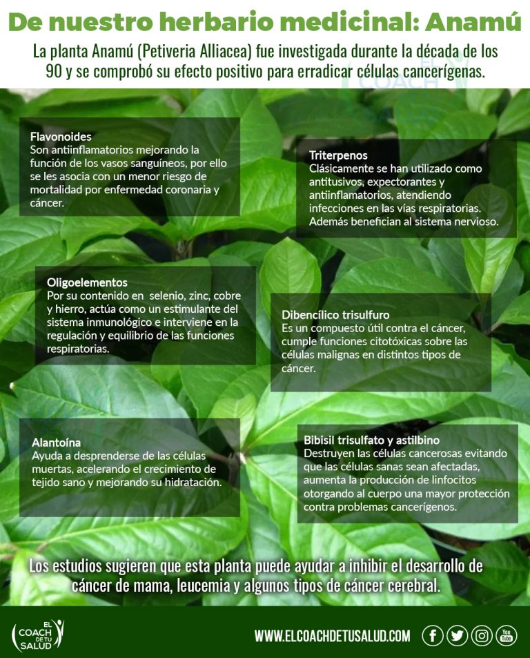 Es impresionante lo que la planta del Anamú puede hacer contra el ...
