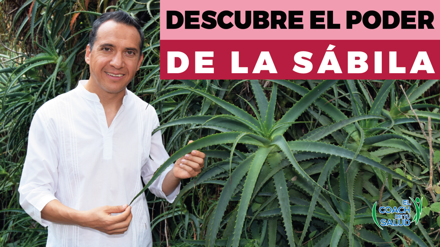 Los grandes beneficios del té de carricillo – El Coach de tu Salud