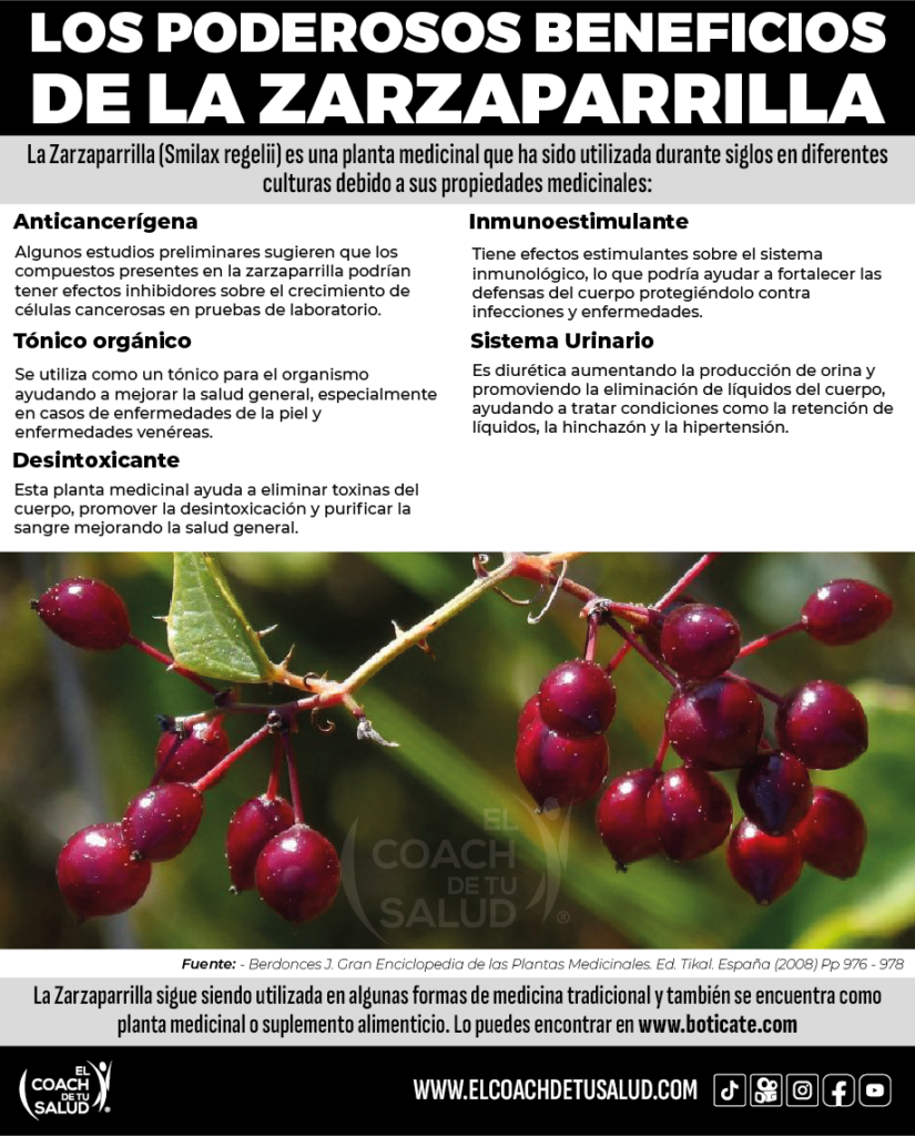 Zarzaparrilla, una planta medicinal con poderosos beneficios para la ...