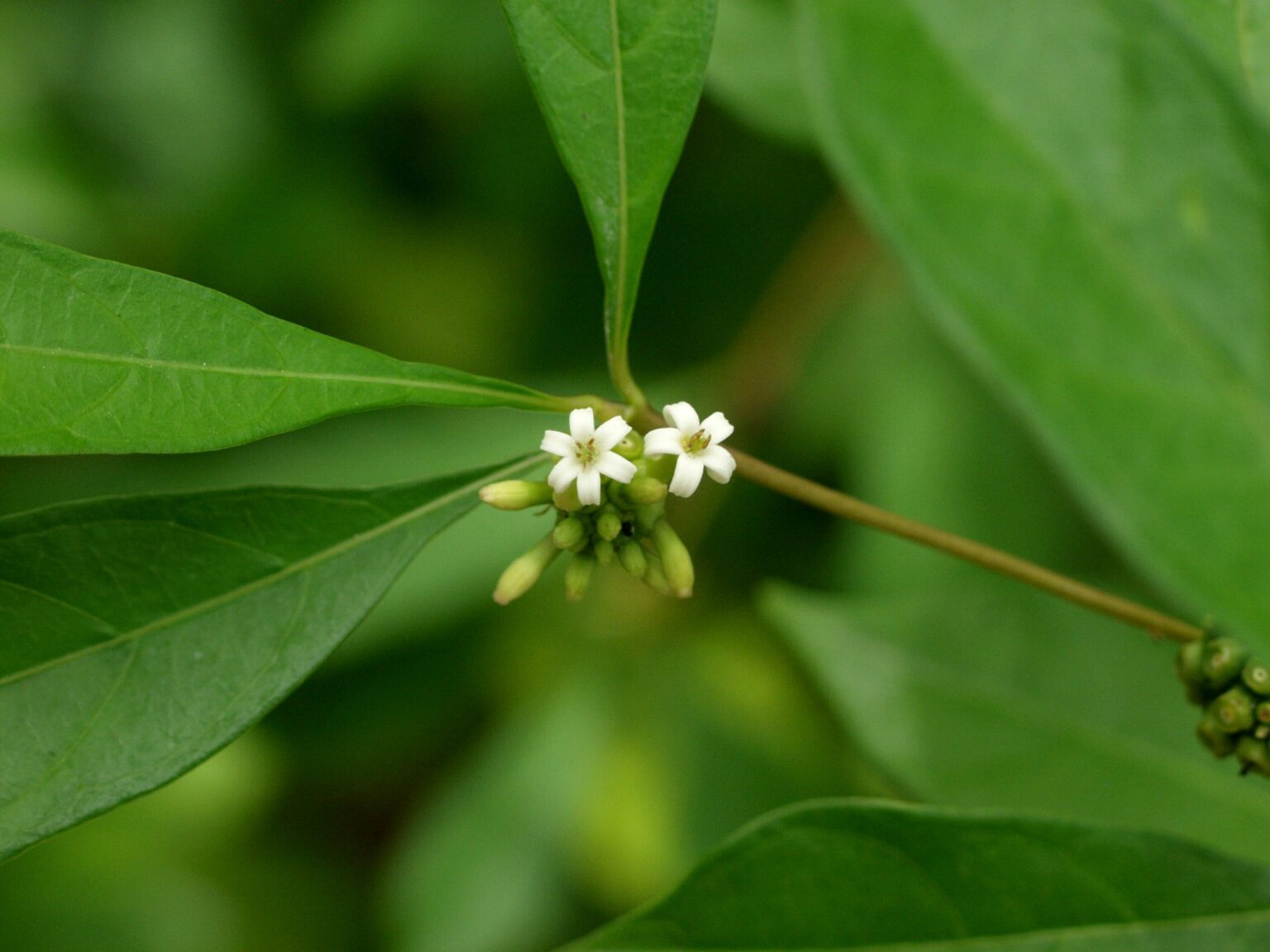 Morinda royoc una planta para mejorar el rendimiento sexual – El Coach ...