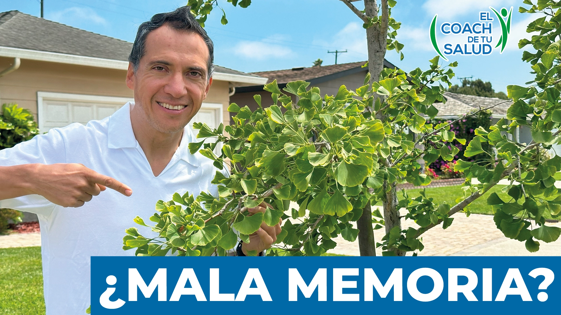 Ginkgo biloba para mejorar tu memoria – El Coach de tu Salud